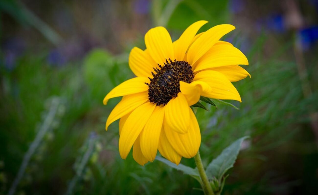 Introduction to Focus Stacking, photography technique | Pergear Blog